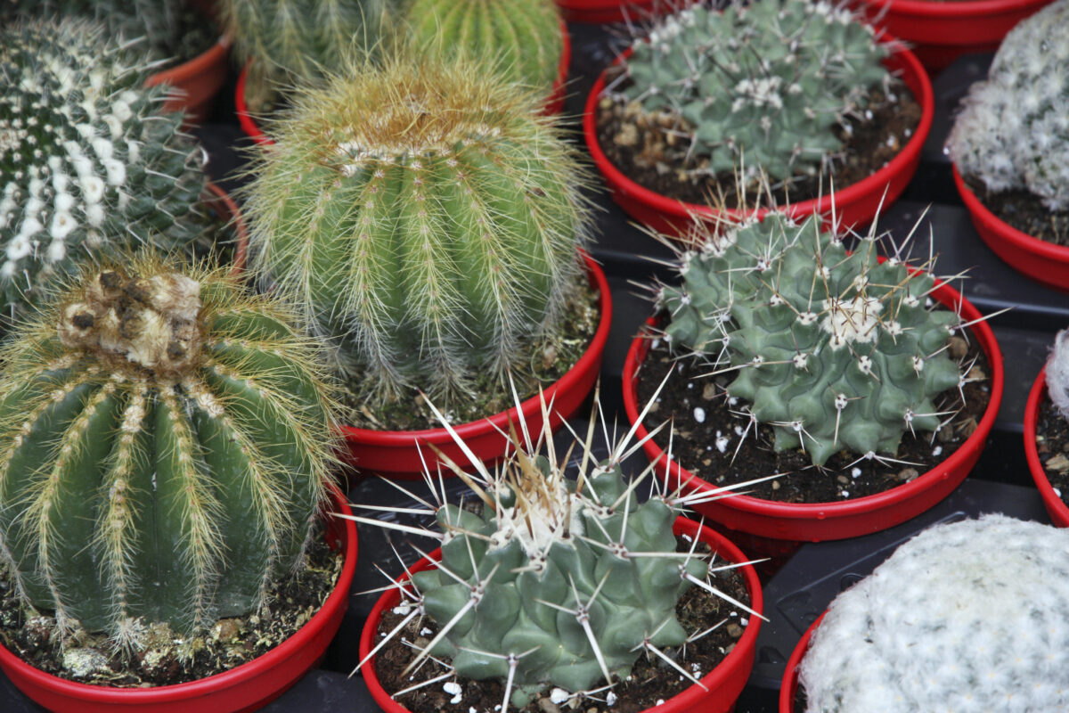 Dr. Denise M. Elser Poulos, MD, FACOG - Hemorrhoid Centers of America